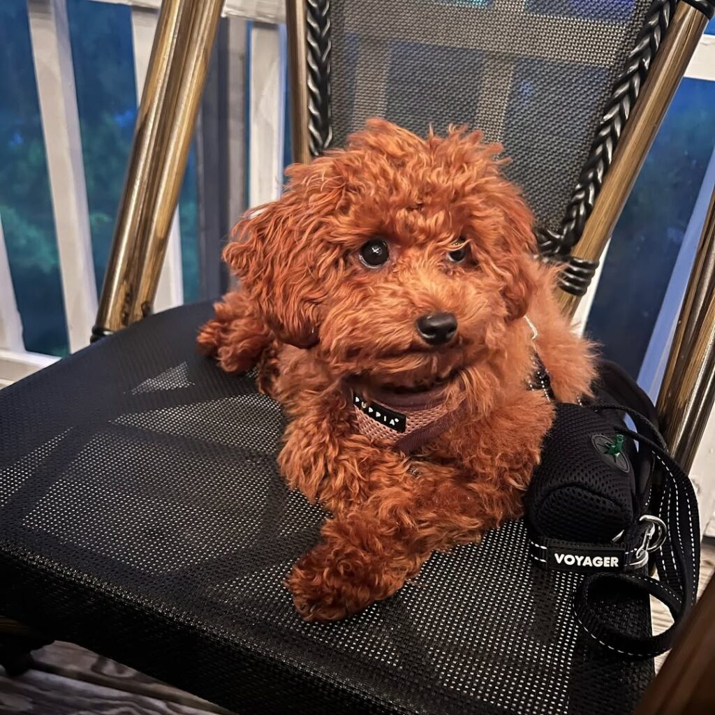 15 Best Indoor Dogs for Cozy Living - PawsMint