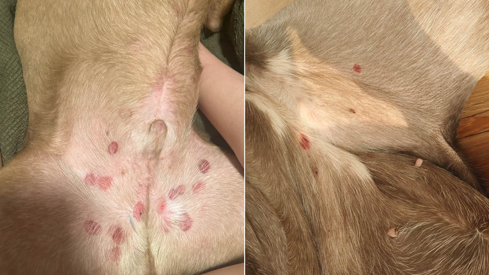 Understanding Red Spots on Dog Belly and How to Help Your Dog - PawsMint