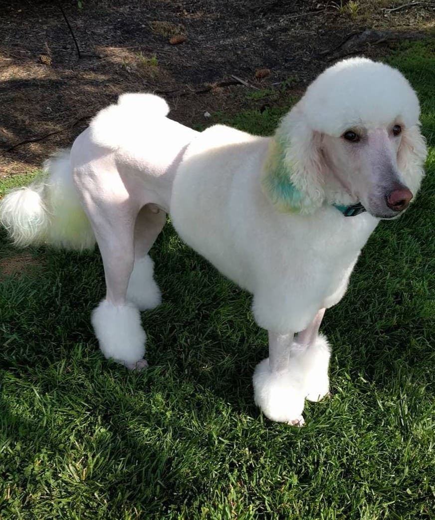 12 Adorable Poodle Cuts Every Owner Should Try - PawsMint