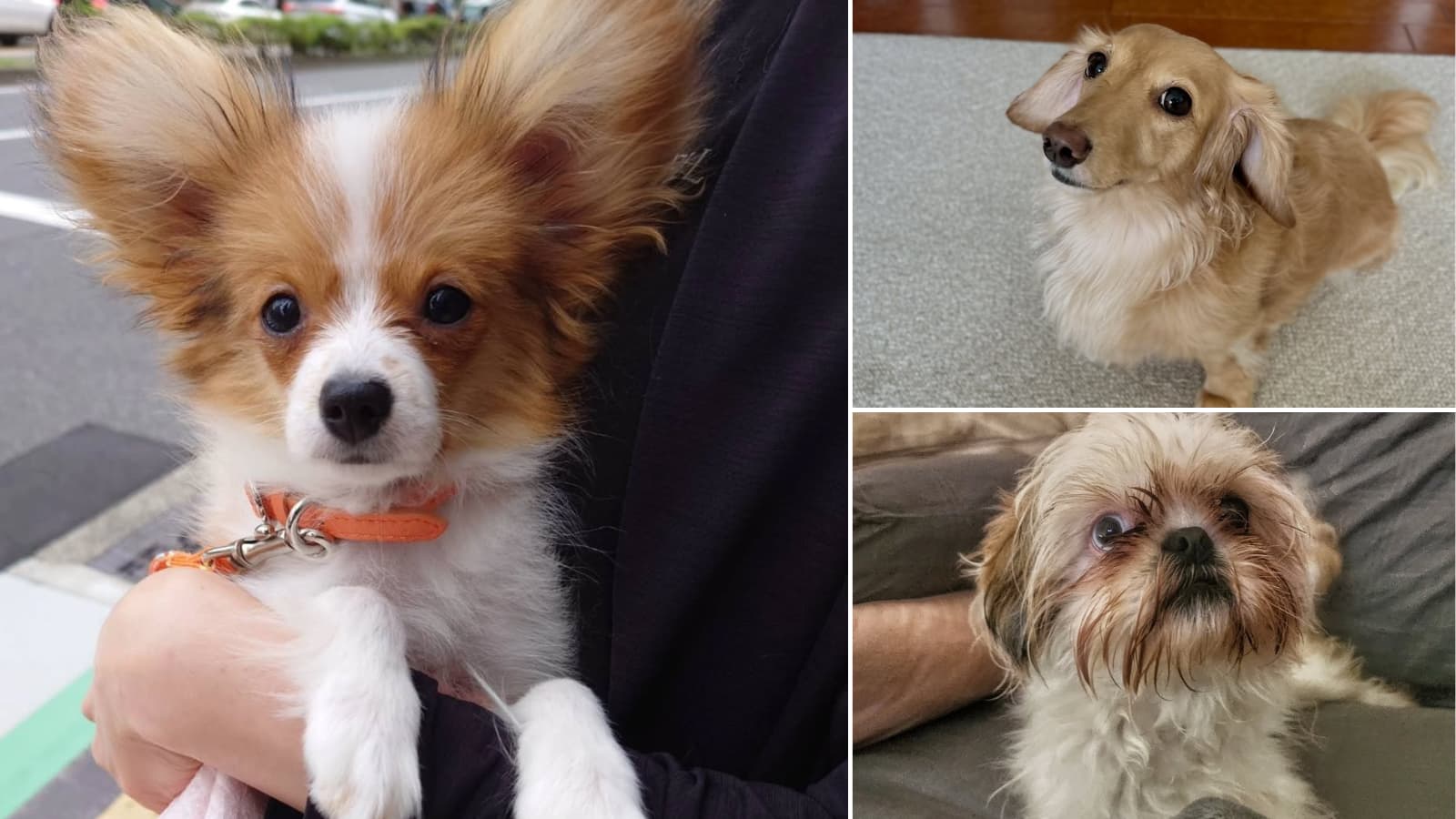 12 Big White Dog Breeds Perfect for Any Home - PawsMint