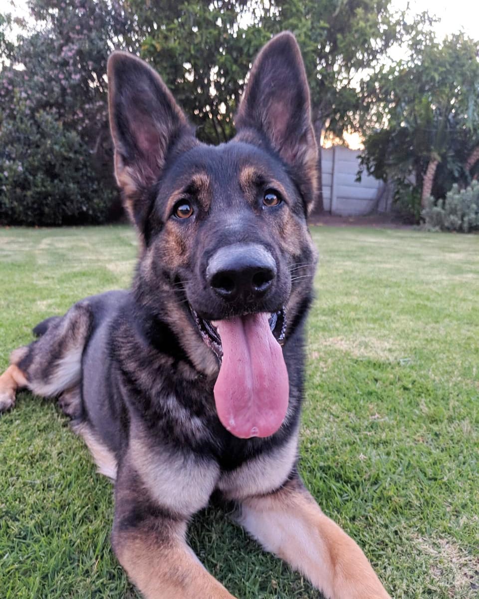 15 Types of German Shepherds From Work to Color Variation - PawsMint