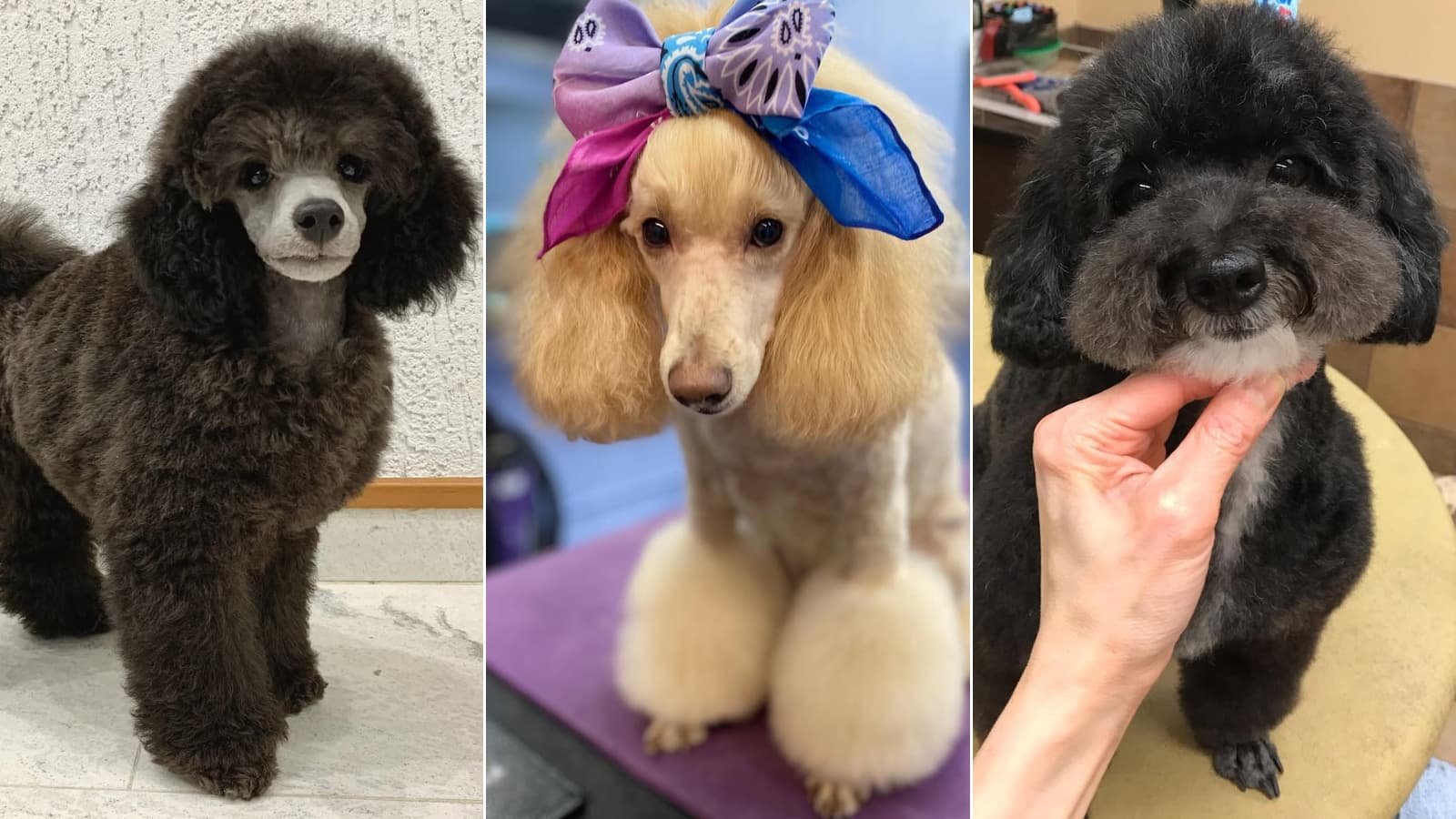 12 Adorable Poodle Cuts Every Owner Should Try - PawsMint