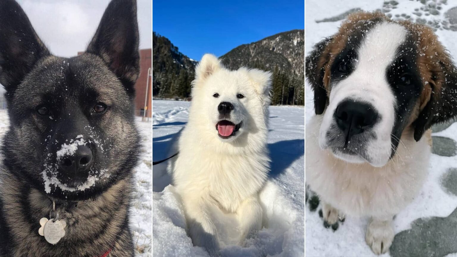 10 Long-Eared Dog Breeds That Are All Ears for You - PawsMint